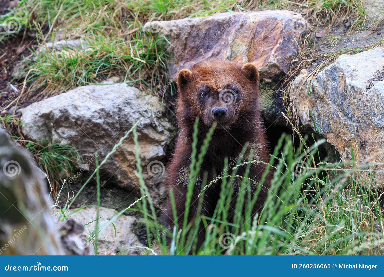 Wolverine Gulo Gulo Hiding in the Grass by the Rocks Stock Image ...