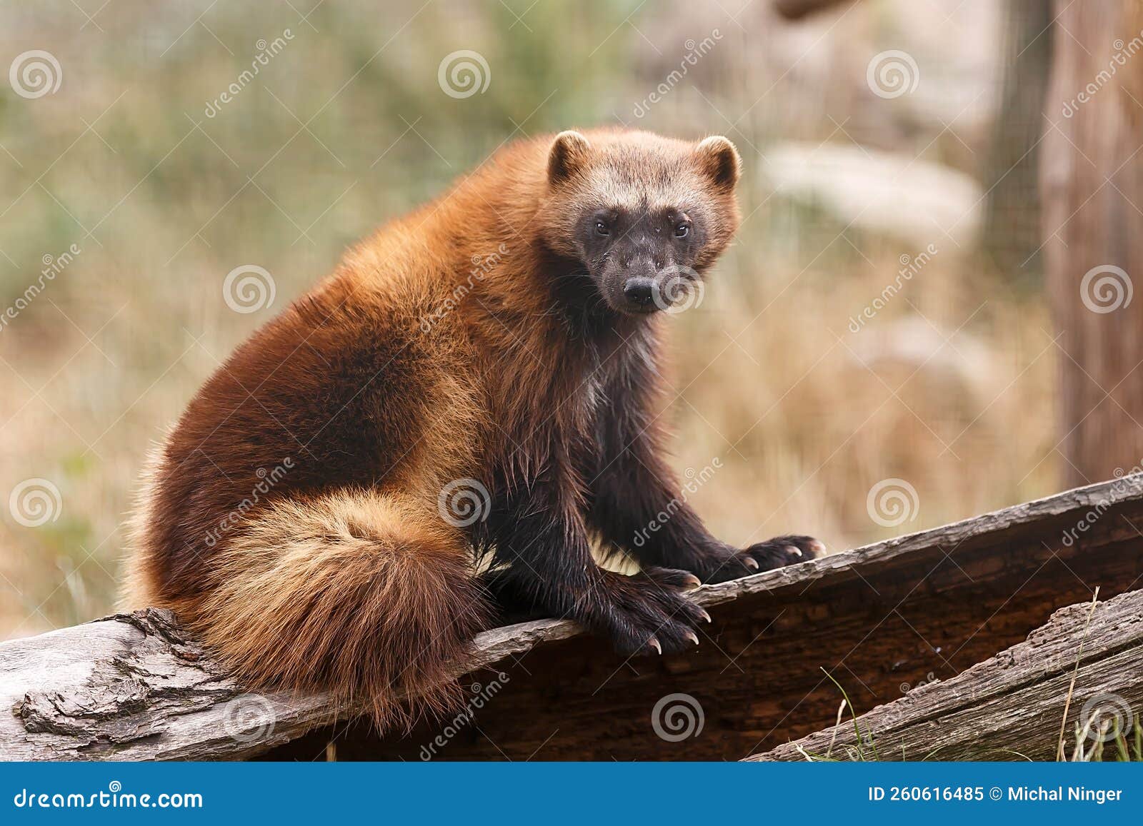 Wolverine Gulo Gulo Looking Intently Stock Image - Image of nature ...