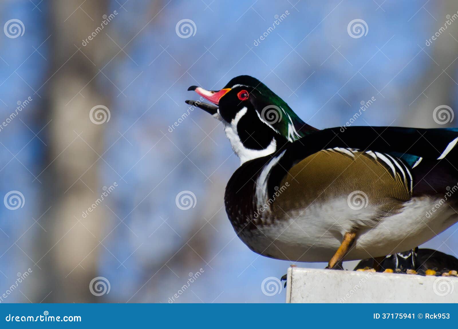 Male Wood Duck Calling stock image. Image of creasted - 37175941