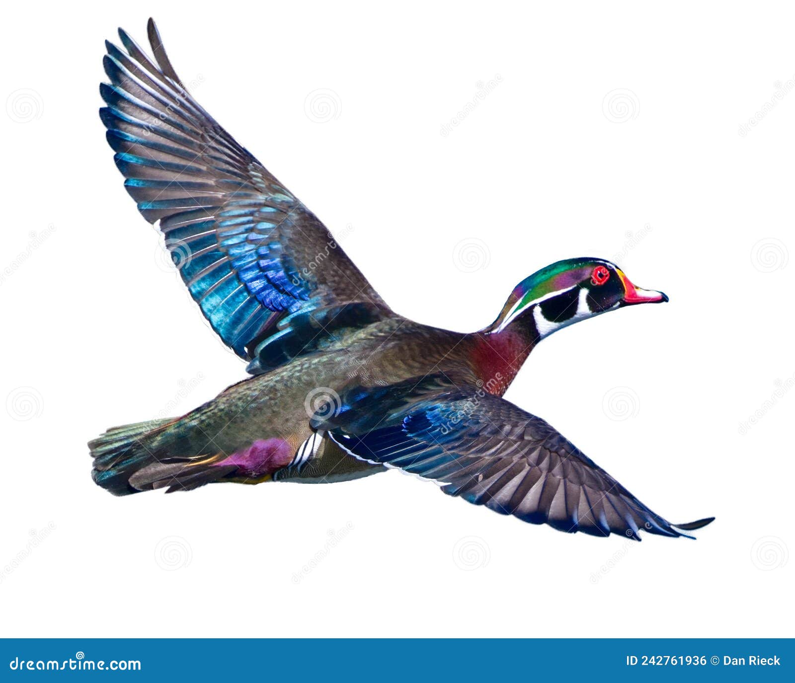 Drake Wood Duck Flying