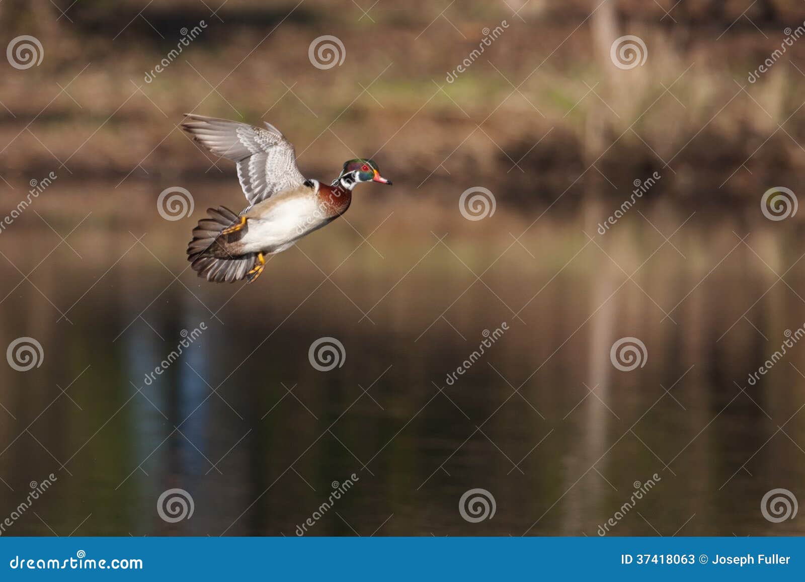 Male wood duck in flight stock image. Image of river - 37418063