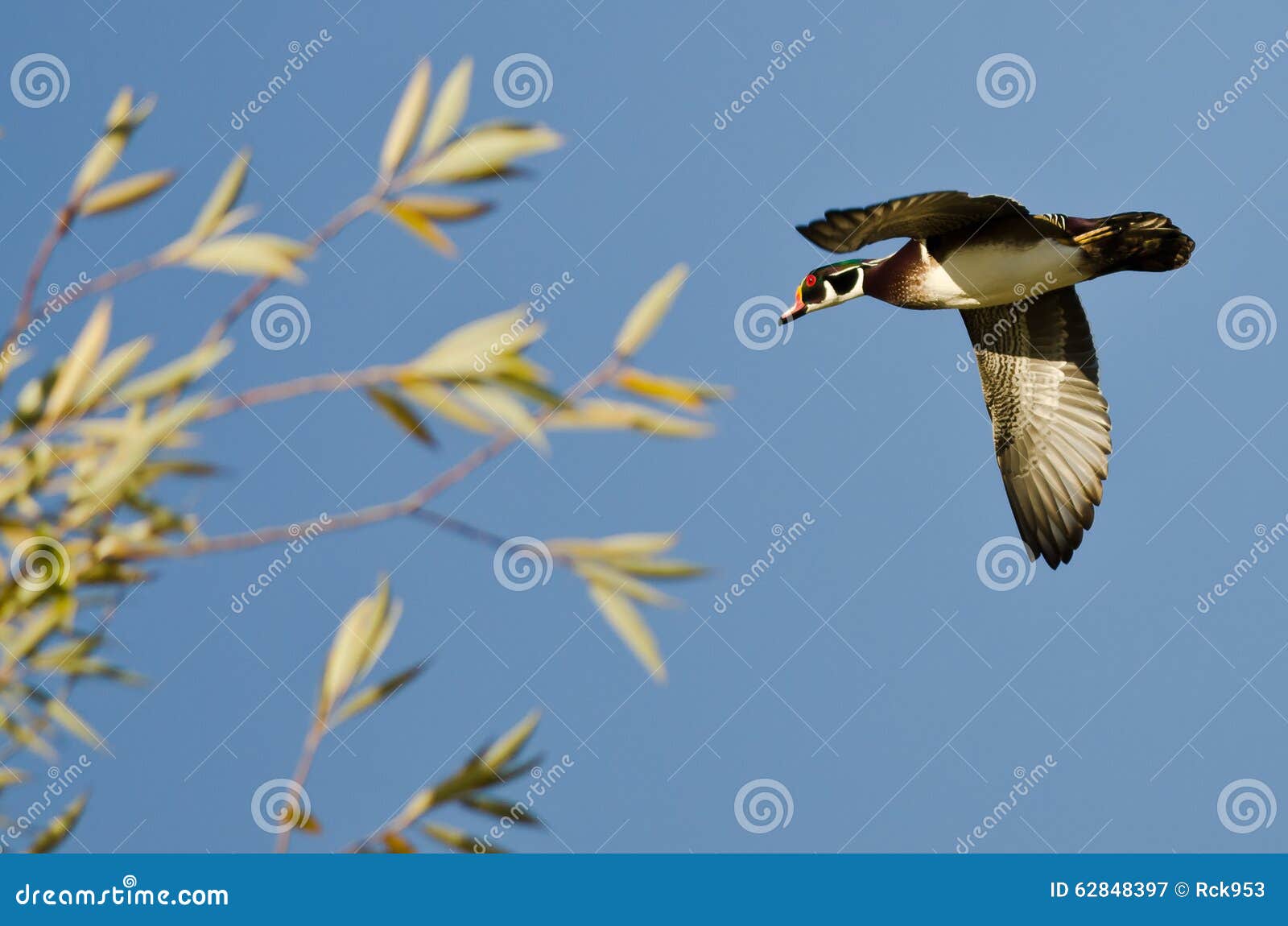Male Wood Duck Flying Low Over the Trees Stock Image - Image of duck ...