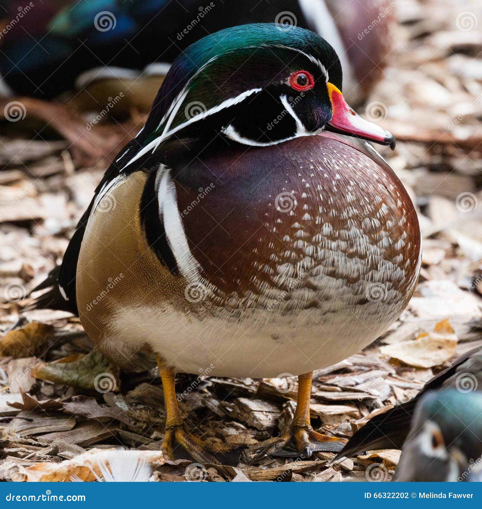 Male Wood Duck stock photo. Image of duck, white, striped - 66322202