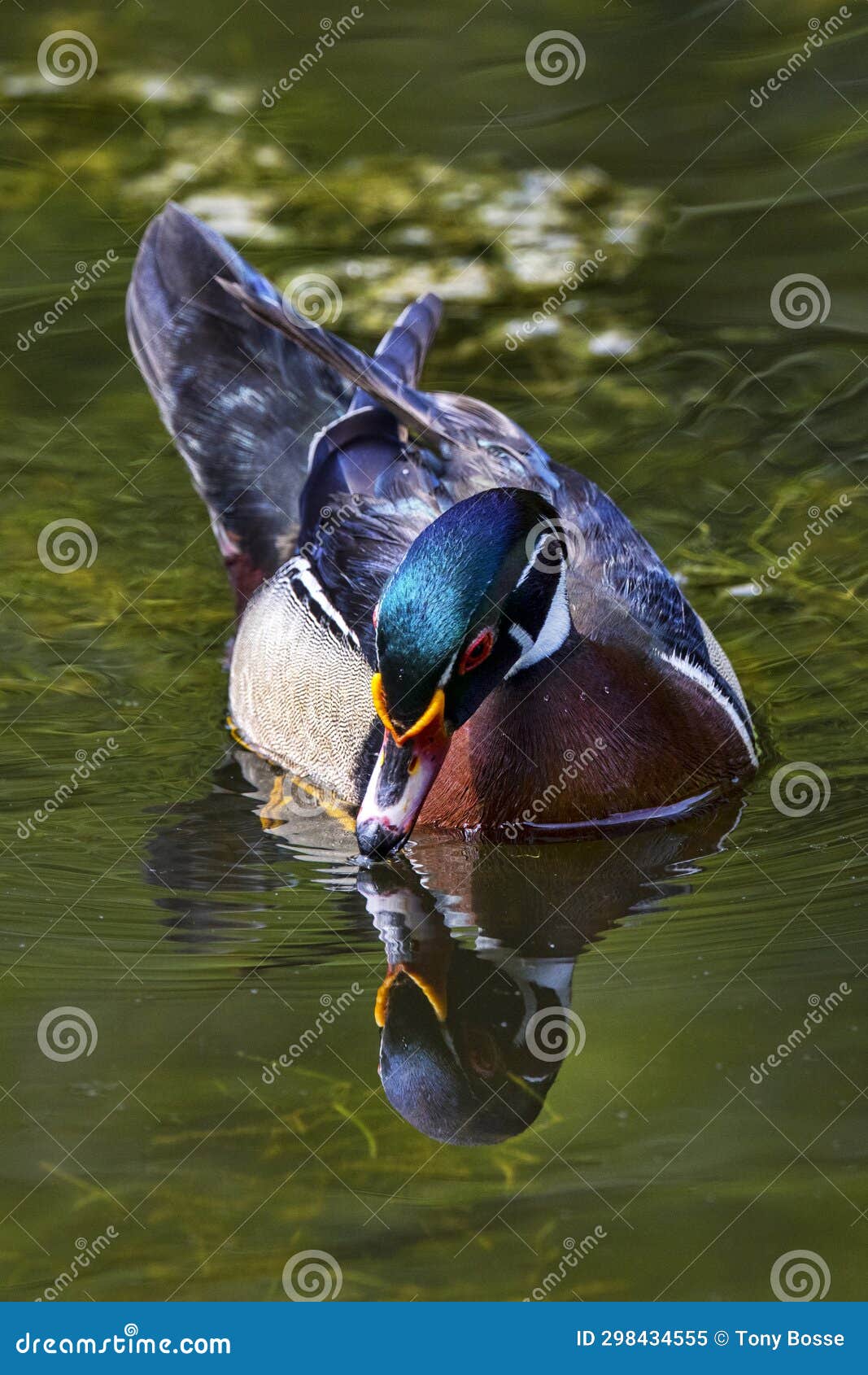 Wood Duck Male Looking Down in the Water Stock Image - Image of animal ...