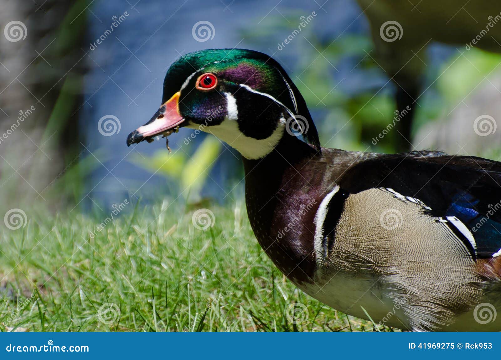 Male Wood Duck Profile stock image. Image of male, animal - 41969275