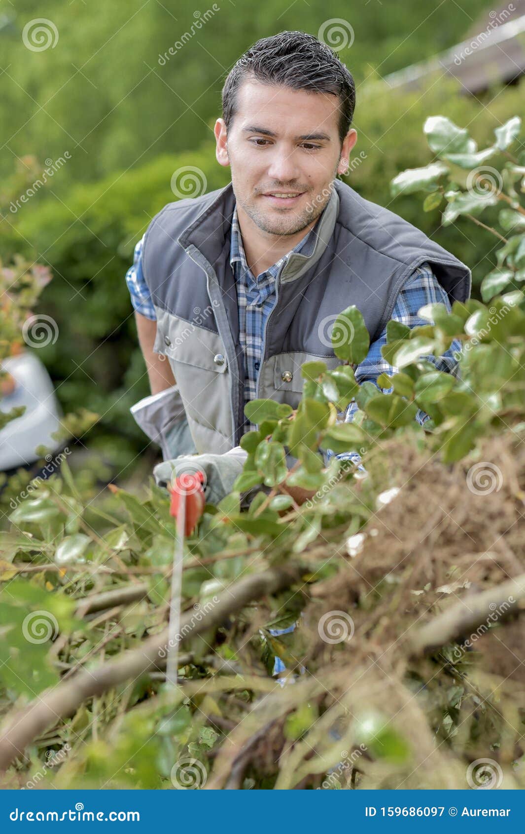 Male Worker with Clipping Branches Stock Image - Image of seasonal ...
