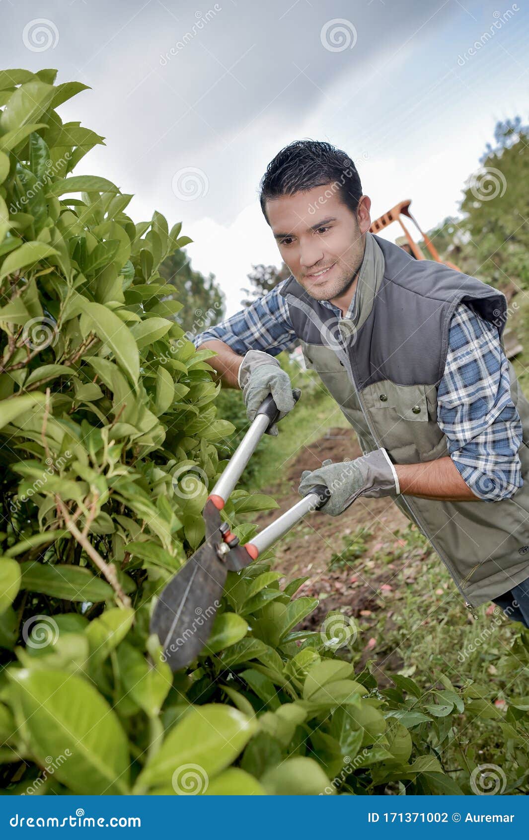 Male worker cutting bush stock photo. Image of employment - 171371002