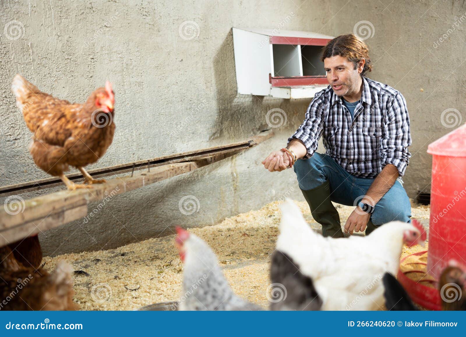 Male Worker Farm Feeding Hens in Chicken Coop Stock Photo - Image of ...