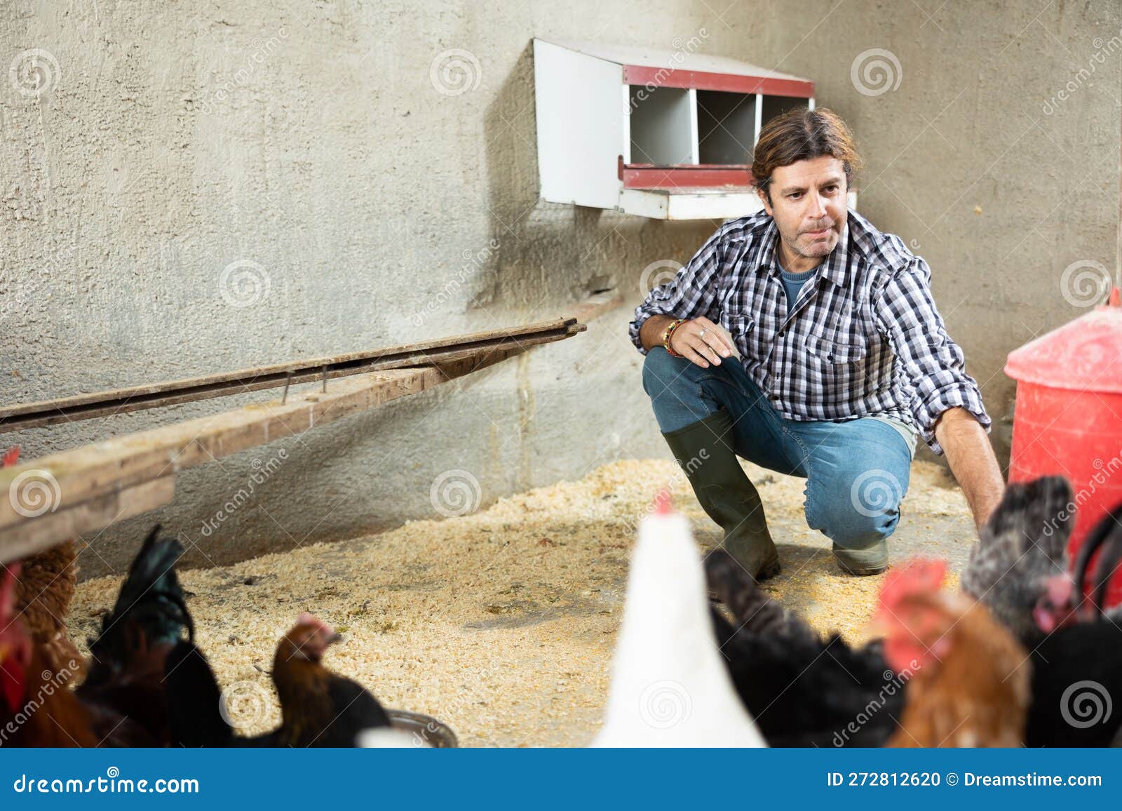 Male Worker Farm Feeding Hens in Chicken Coop Stock Photo - Image of ...