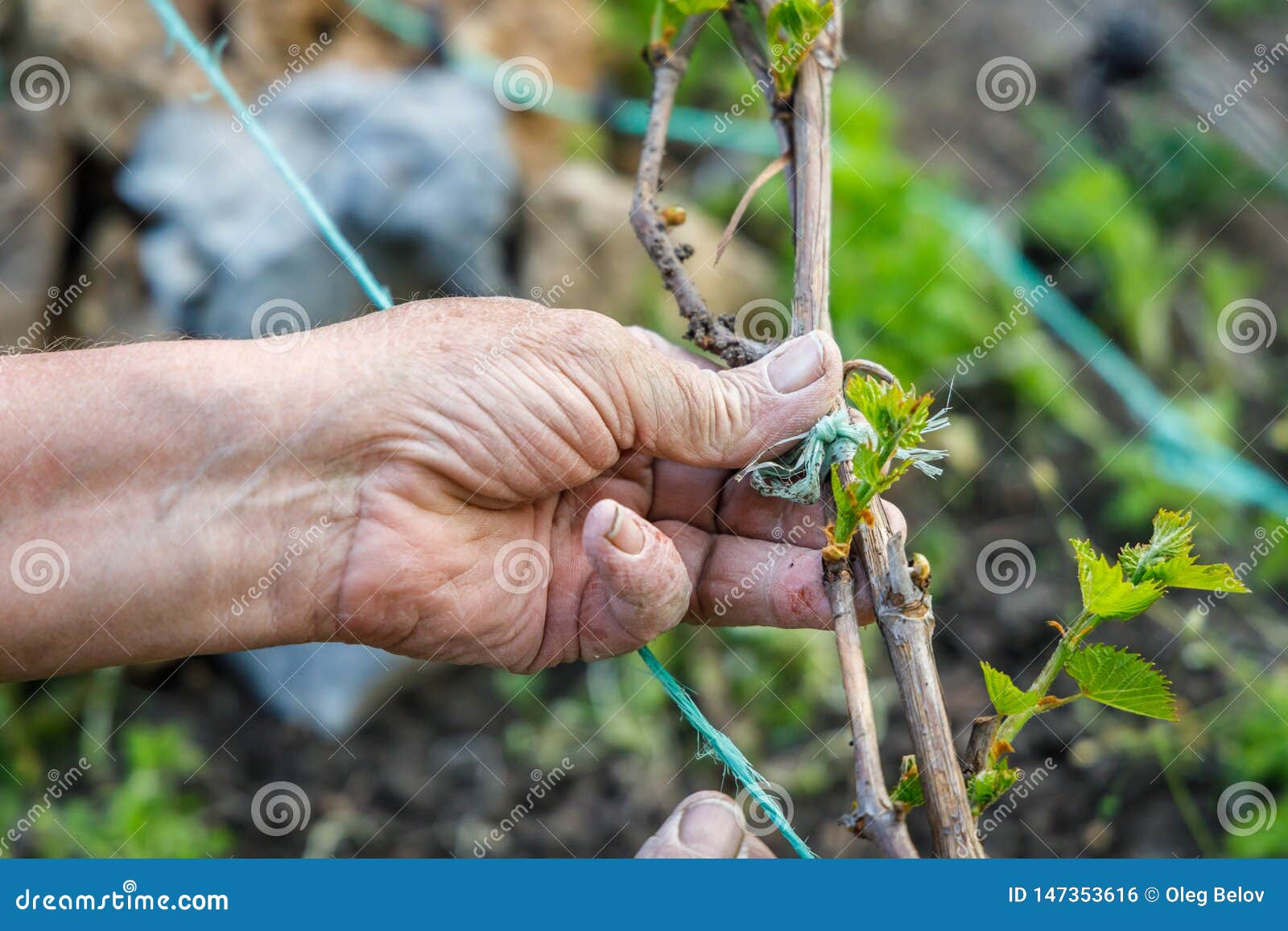 Male Wrinkled Hand Holding a Grape Branch Stock Photo - Image of ...