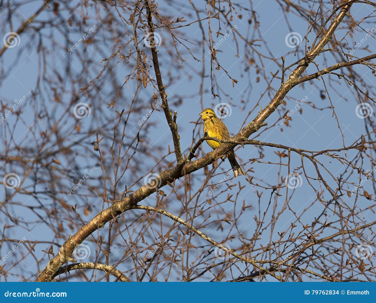 Male Yellowhammer Bird stock photo. Image of emberiza - 79762834