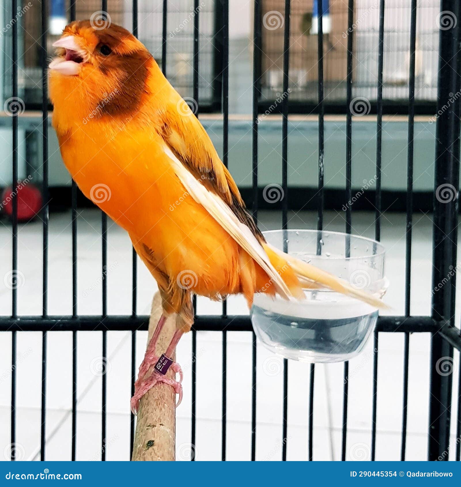 Male Yorkshire Canary Singging in the Cage Stock Photo - Image of male ...