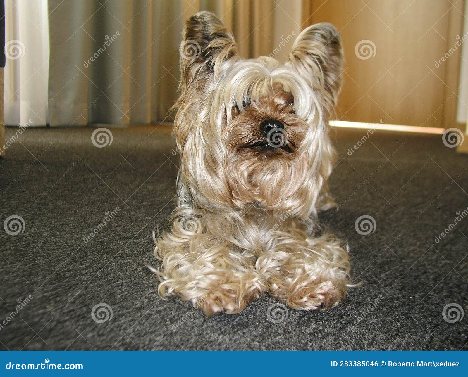 A Male Yorkshire Posing on the Carpet at Home Stock Photo - Image of ...