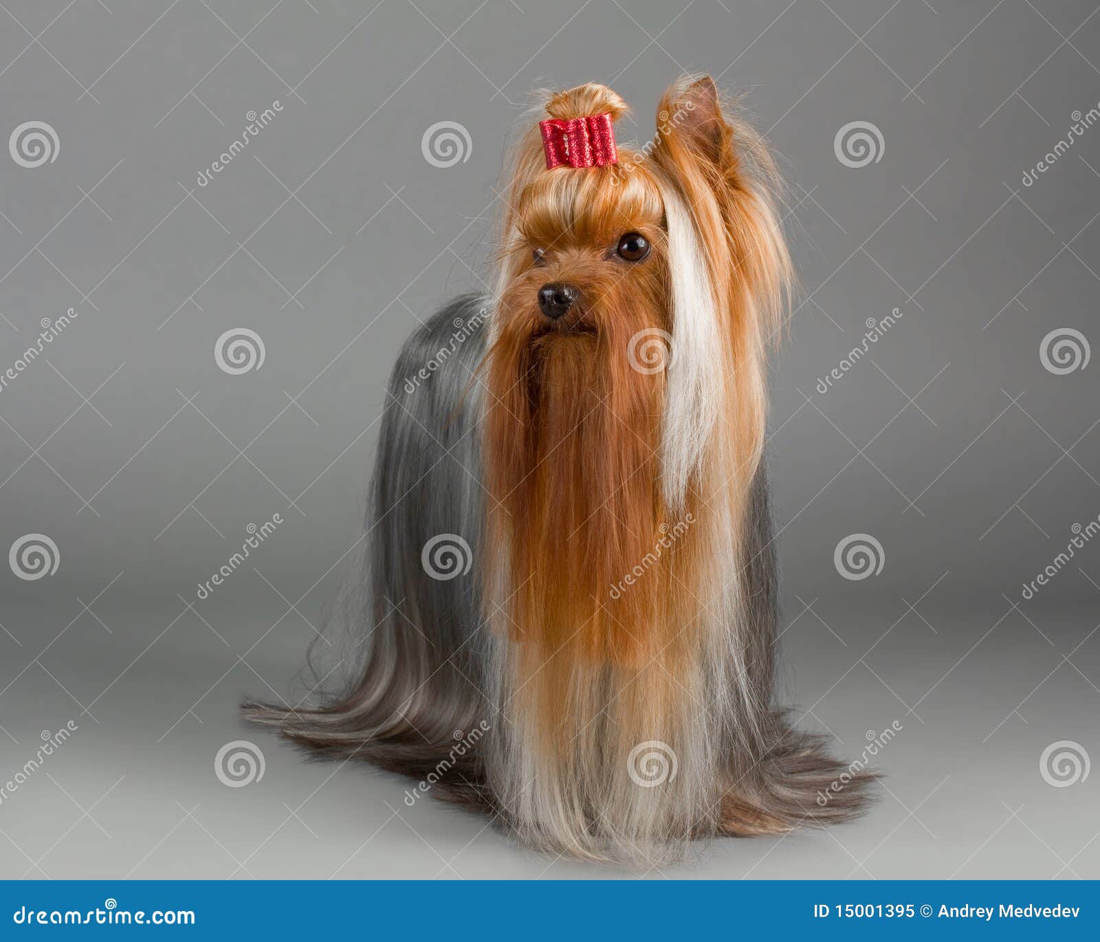 Male Yorkshire Terrier In Sweater Stock Photography | CartoonDealer.com ...