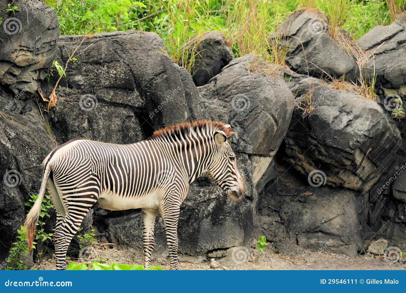 Male zebra stock image. Image of creatures, closeup, mammal - 29546111