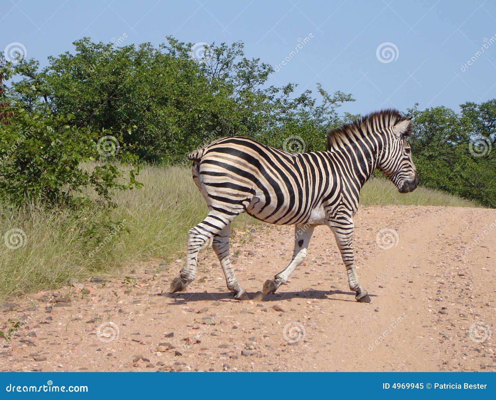 Male Zebra stock image. Image of kruger, national, wildlife - 4969945
