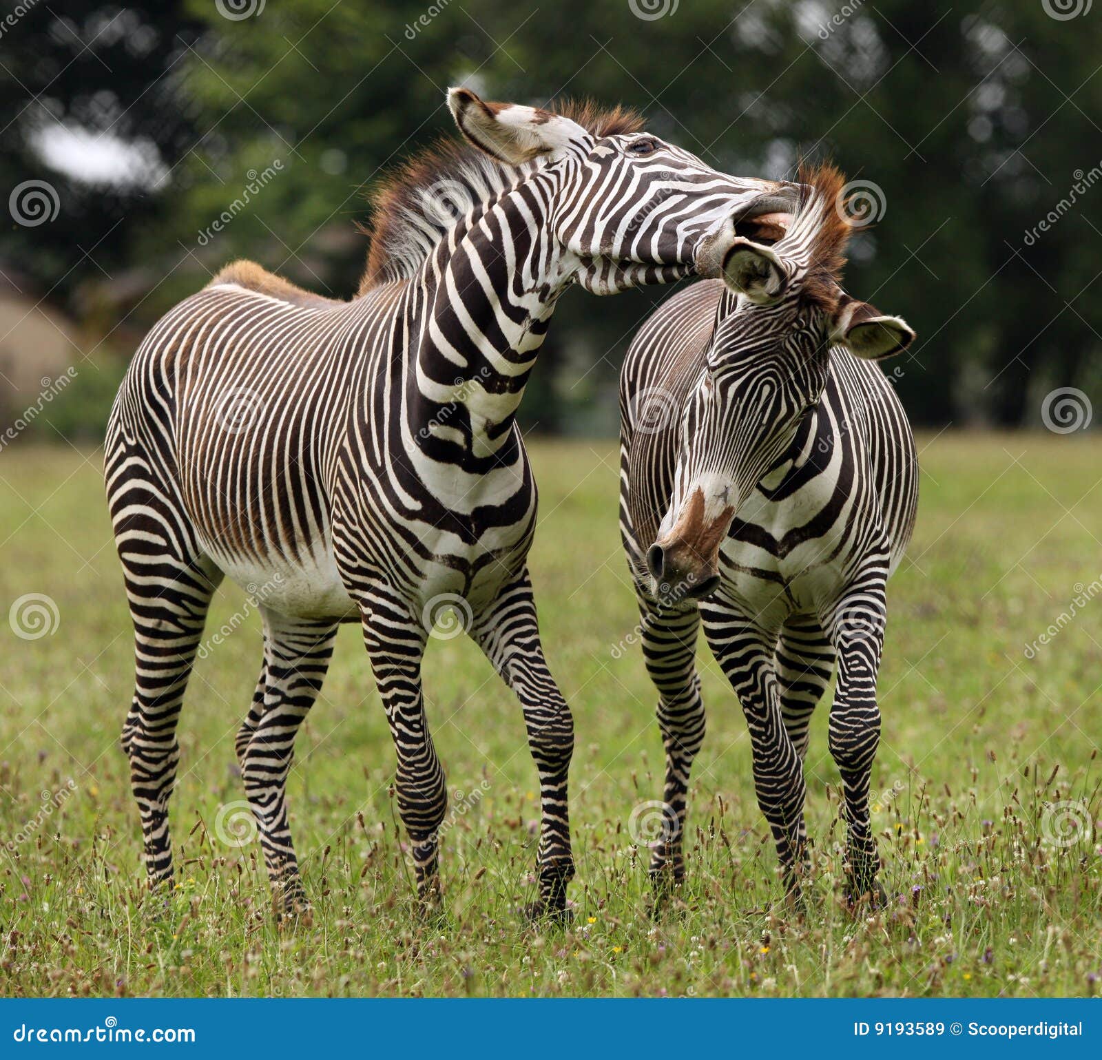 Male Zebra stock image. Image of wild, black, game, stripes - 9193589