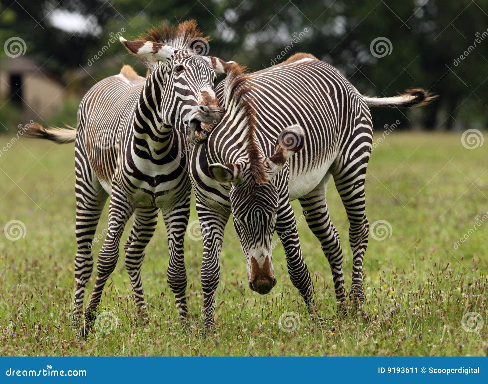 Male Zebra stock image. Image of white, game, zebra, wild - 9193611