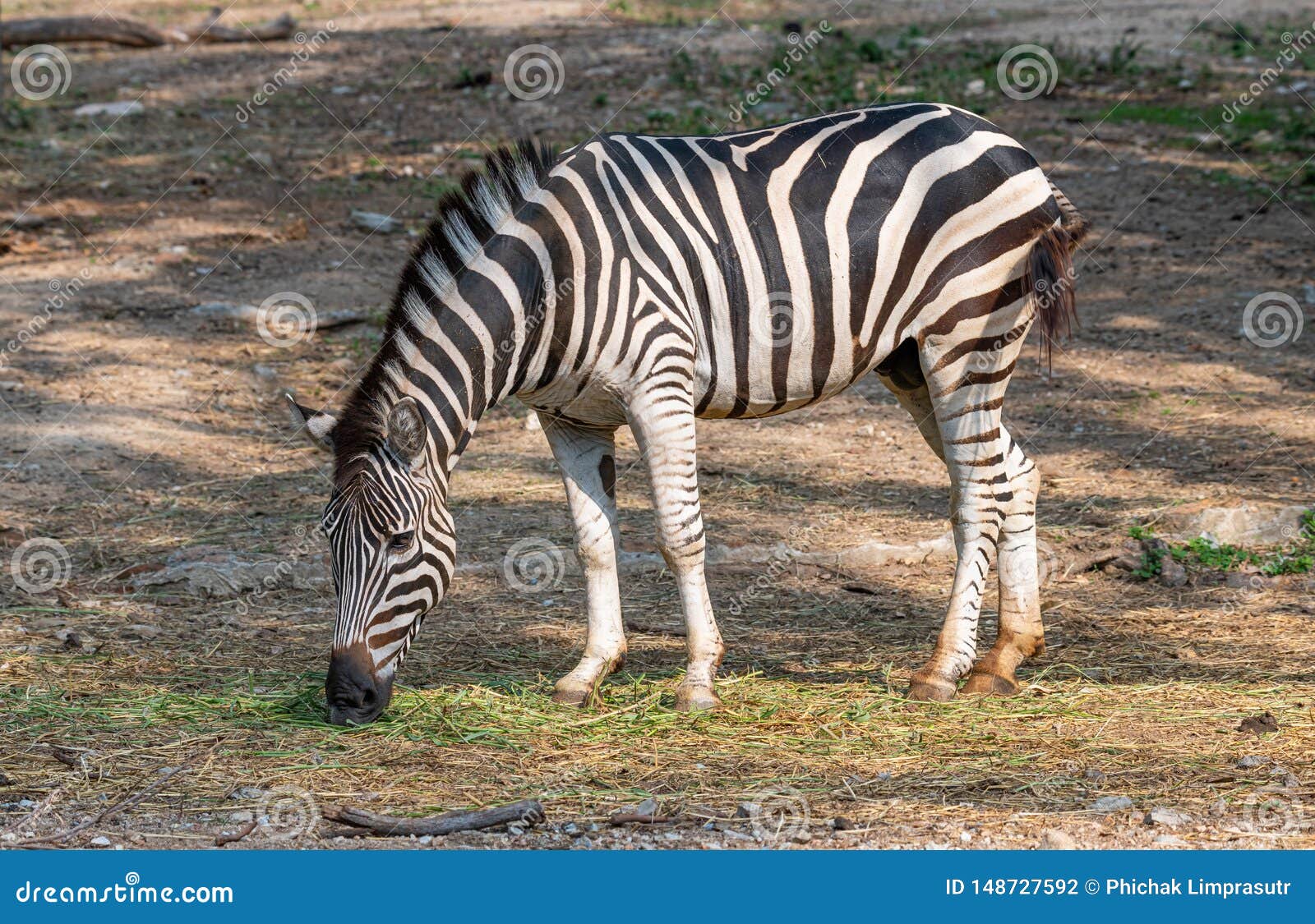 Male Zebra Feeding on Grass in a Zoo Stock Photo - Image of thailand ...