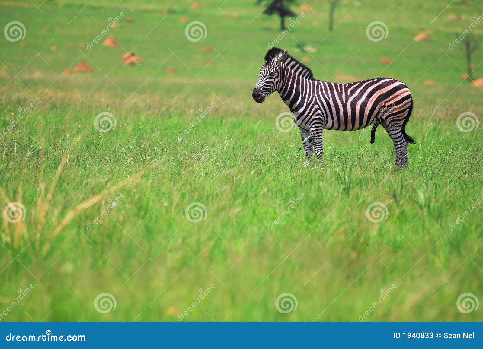 Male Zebra in a Green Field Stock Image - Image of grass, safari: 1940833