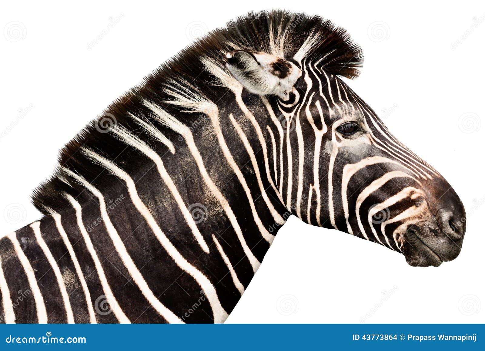 Male zebra head stock photo. Image of black, hair, beauty - 43773864
