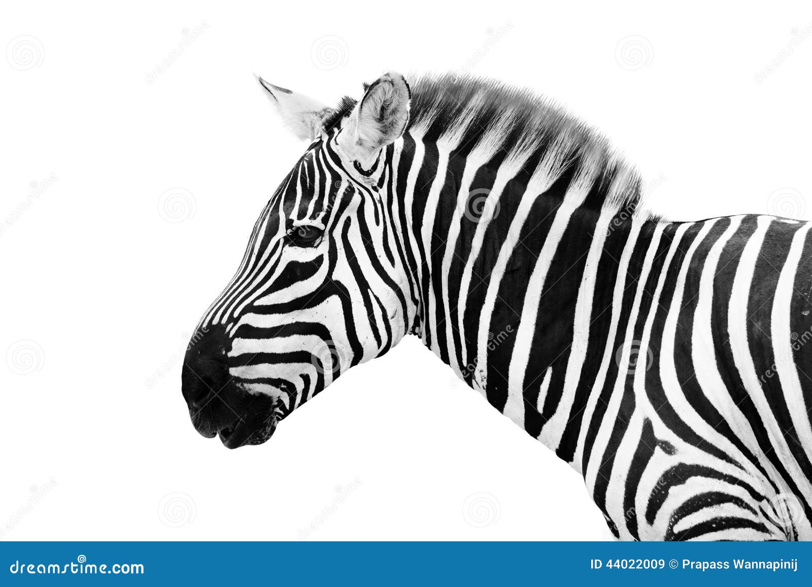 Zebra Head Side Profile Picture Royalty-Free Stock Photo ...