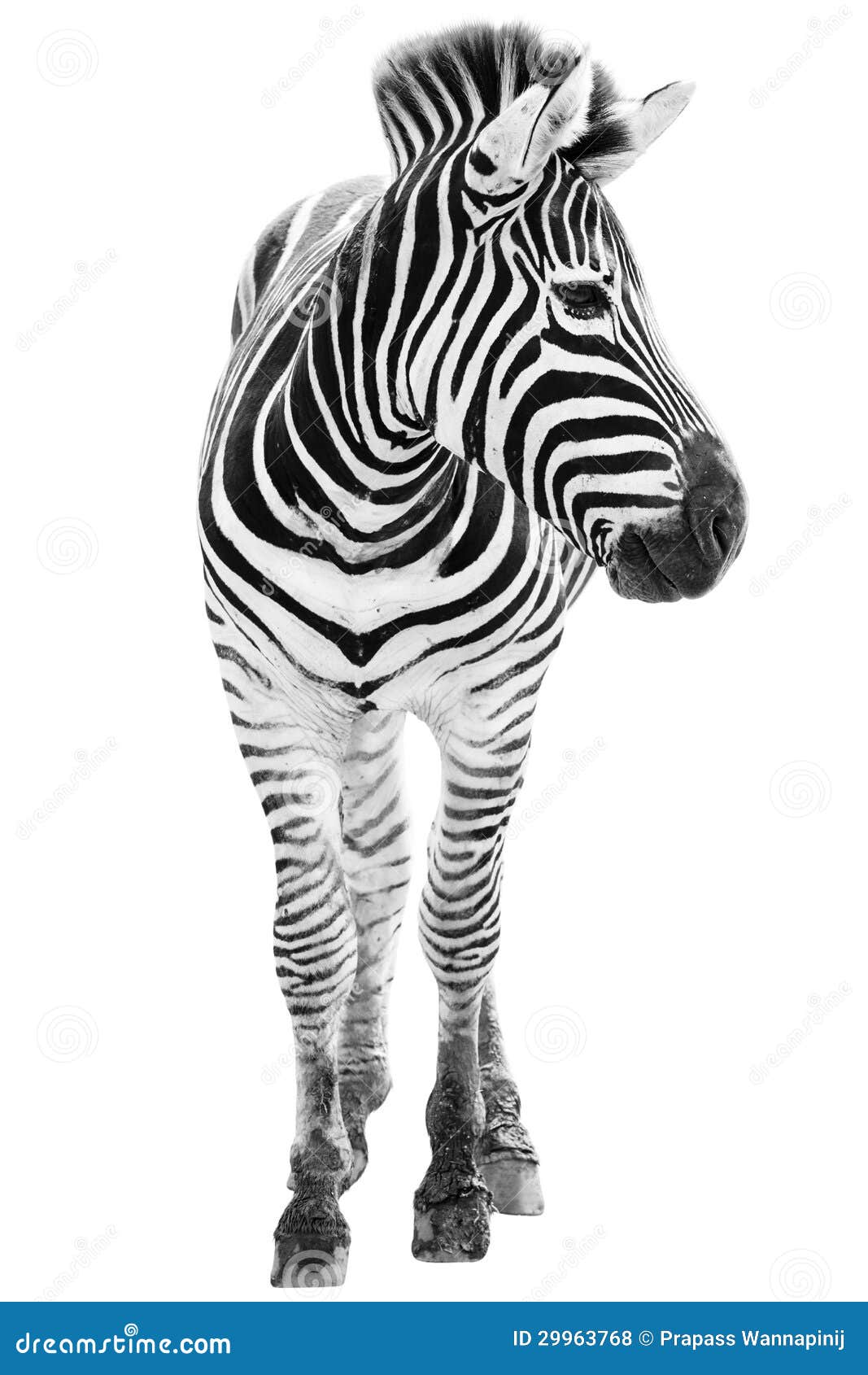 Male zebra isolated stock photo. Image of creature, isolated - 29963768