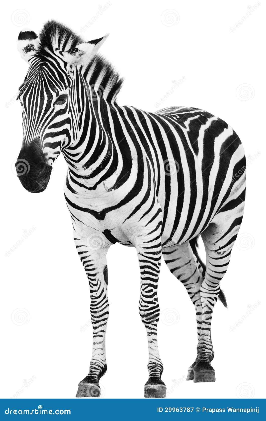 Male zebra isolated stock image. Image of wild, hair - 29963787