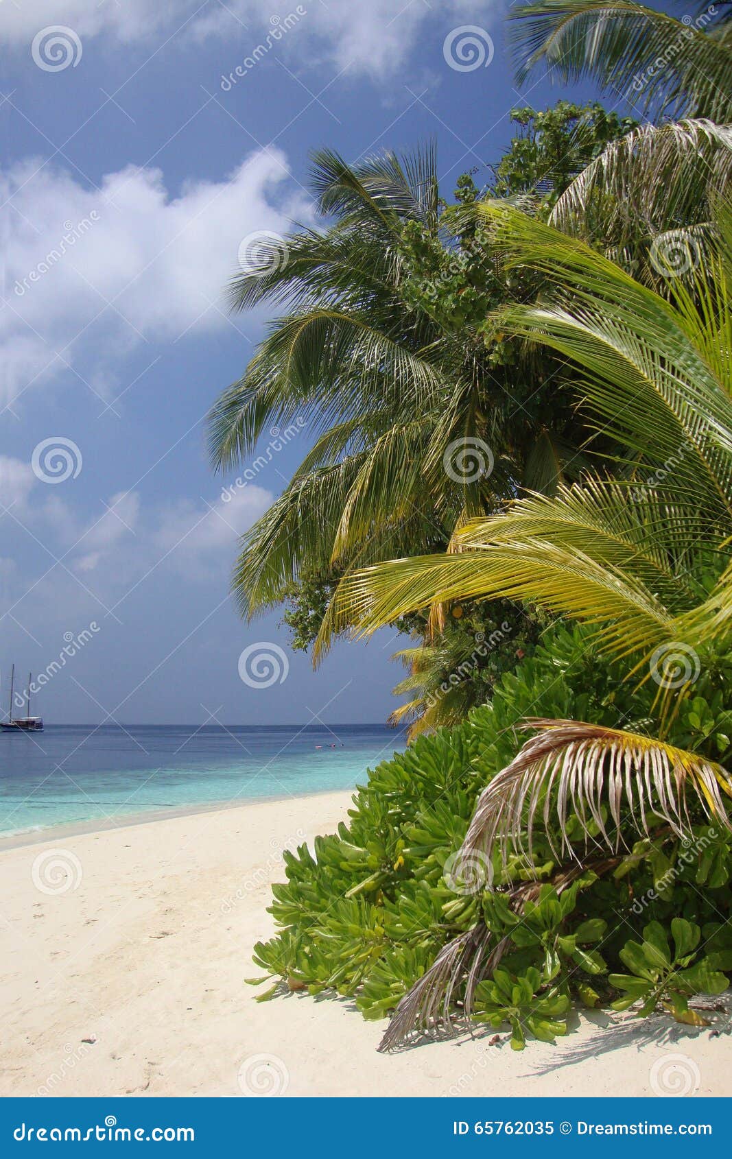 Malediven-Strand stockbild. Bild von palme, ozean, tropen - 65762035