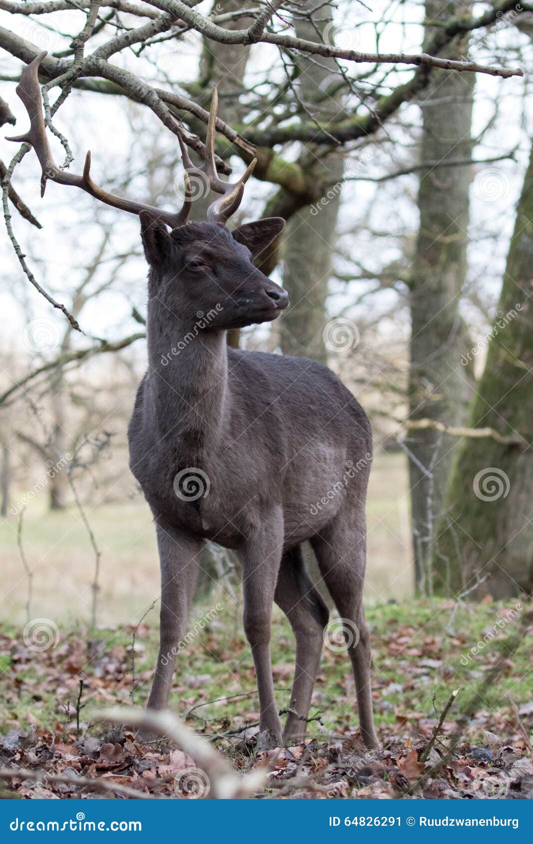 MaleFallow deer. stock image. Image of wildlife, fallow - 64826291