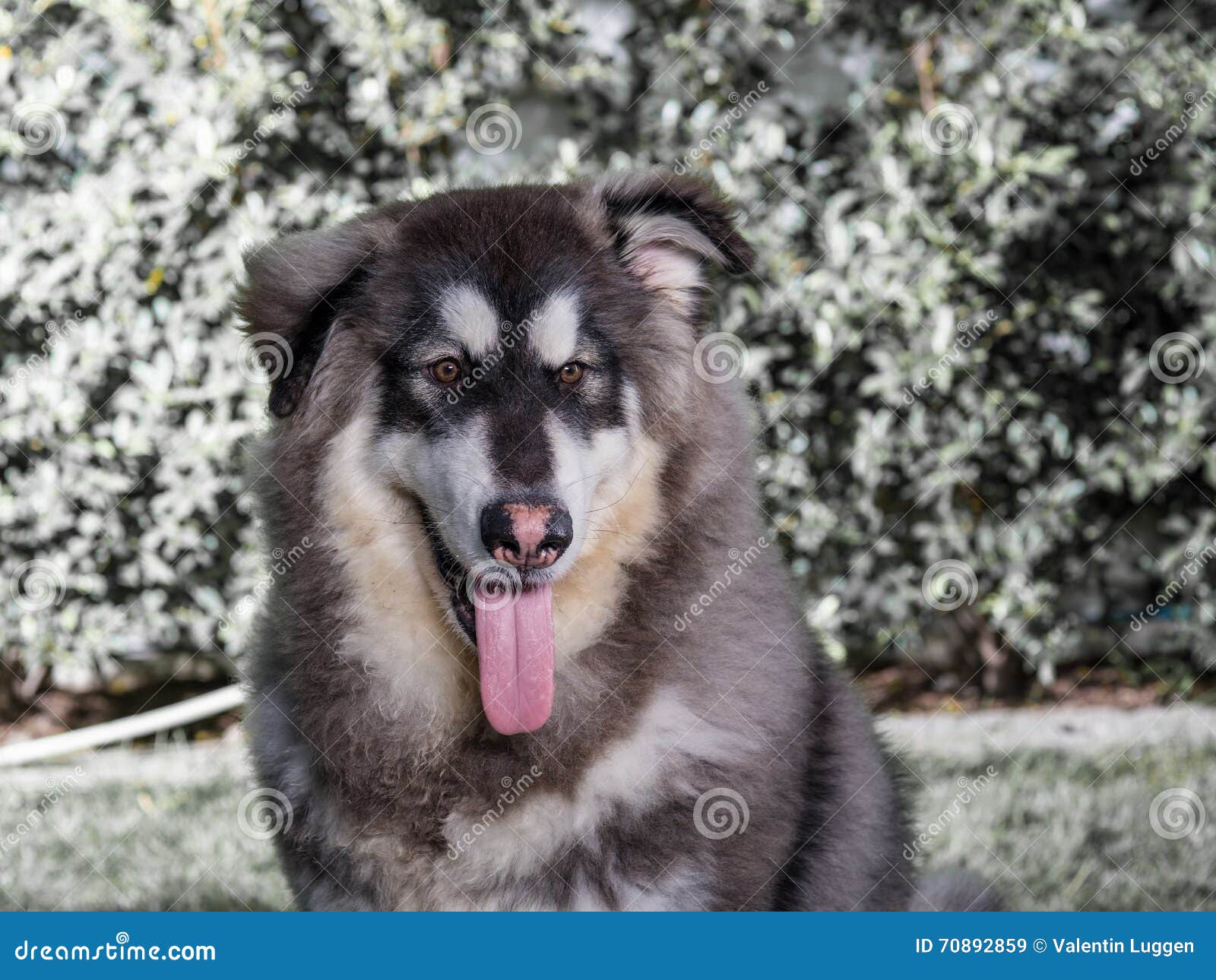 Canadian Malemute Stock Photos - Free & Royalty-Free Stock Photos from ...