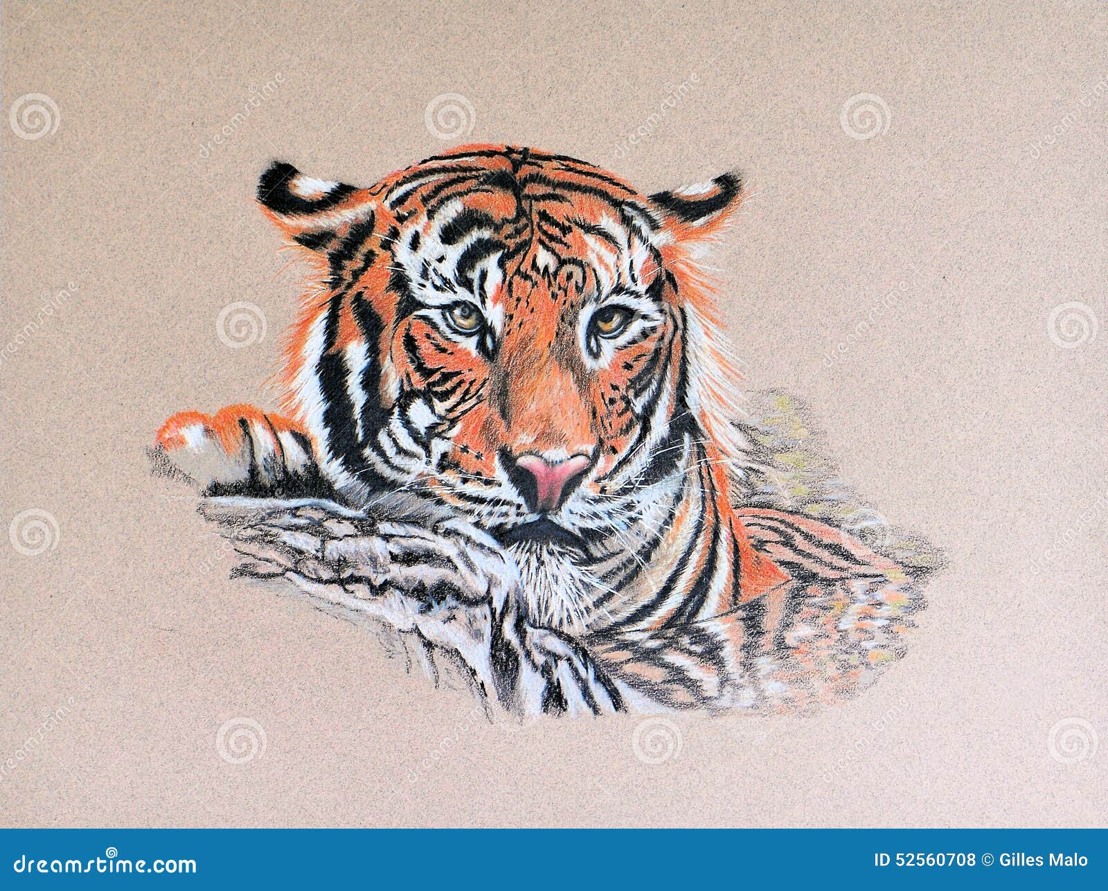 Malerei des Tigers stock abbildung. Illustration von gefärbt - 52560708