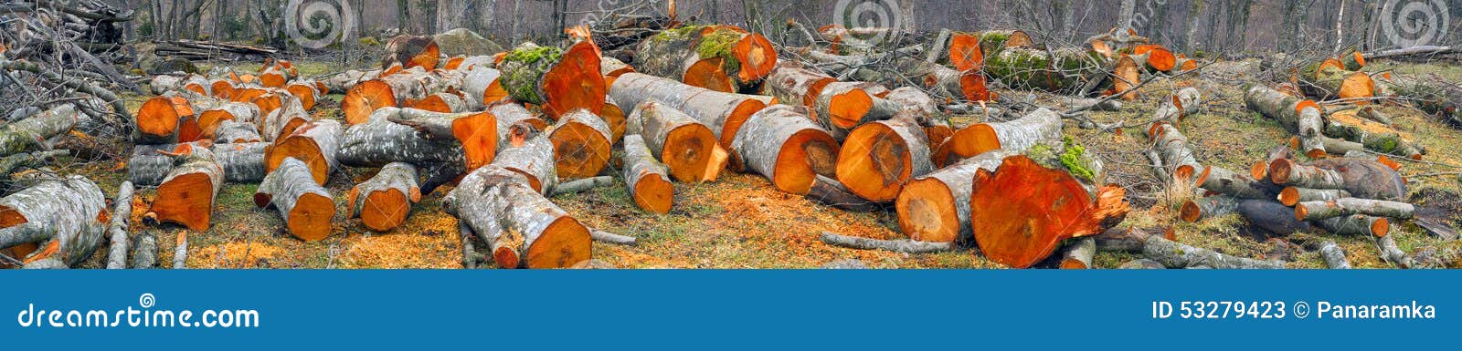 Malerisches Erlenholz stockbild. Bild von halbiert, kerbe - 53279423