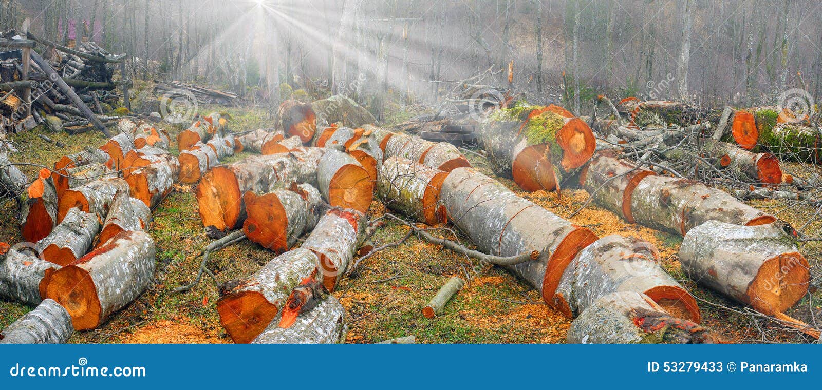 Malerisches Erlenholz stockbild. Bild von boden, wald - 53279433