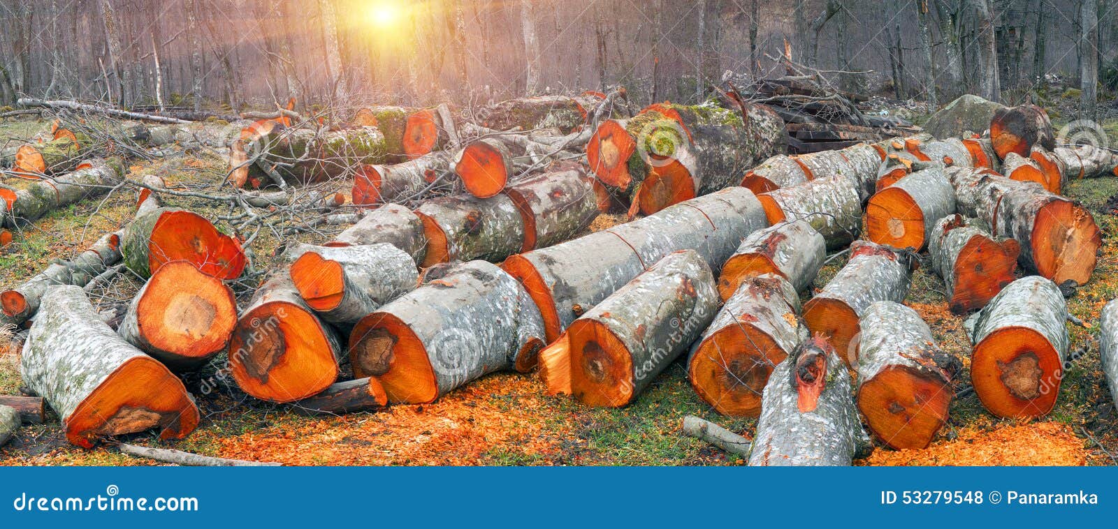 Malerisches Erlenholz stockfoto. Bild von braun, horizontal - 53279548