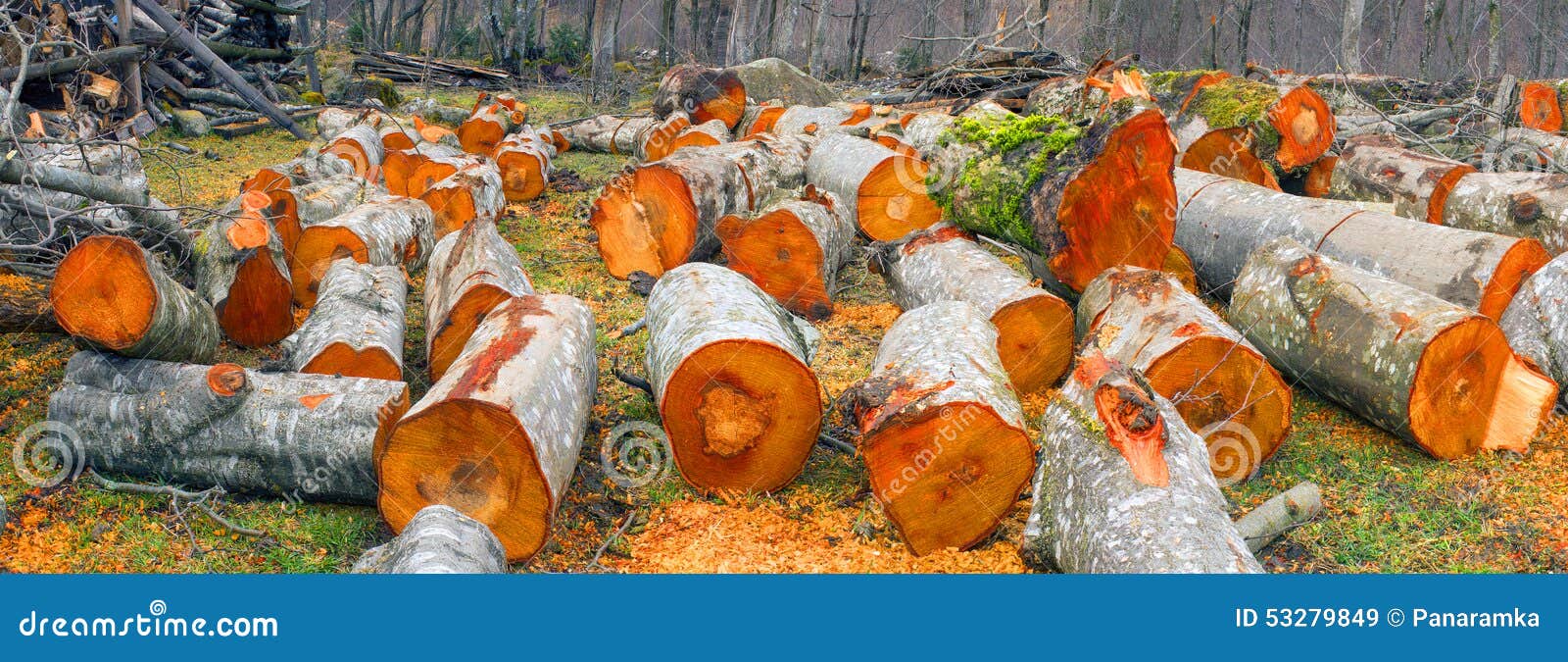 Malerisches Erlenholz stockbild. Bild von kerbe, chip - 53279849