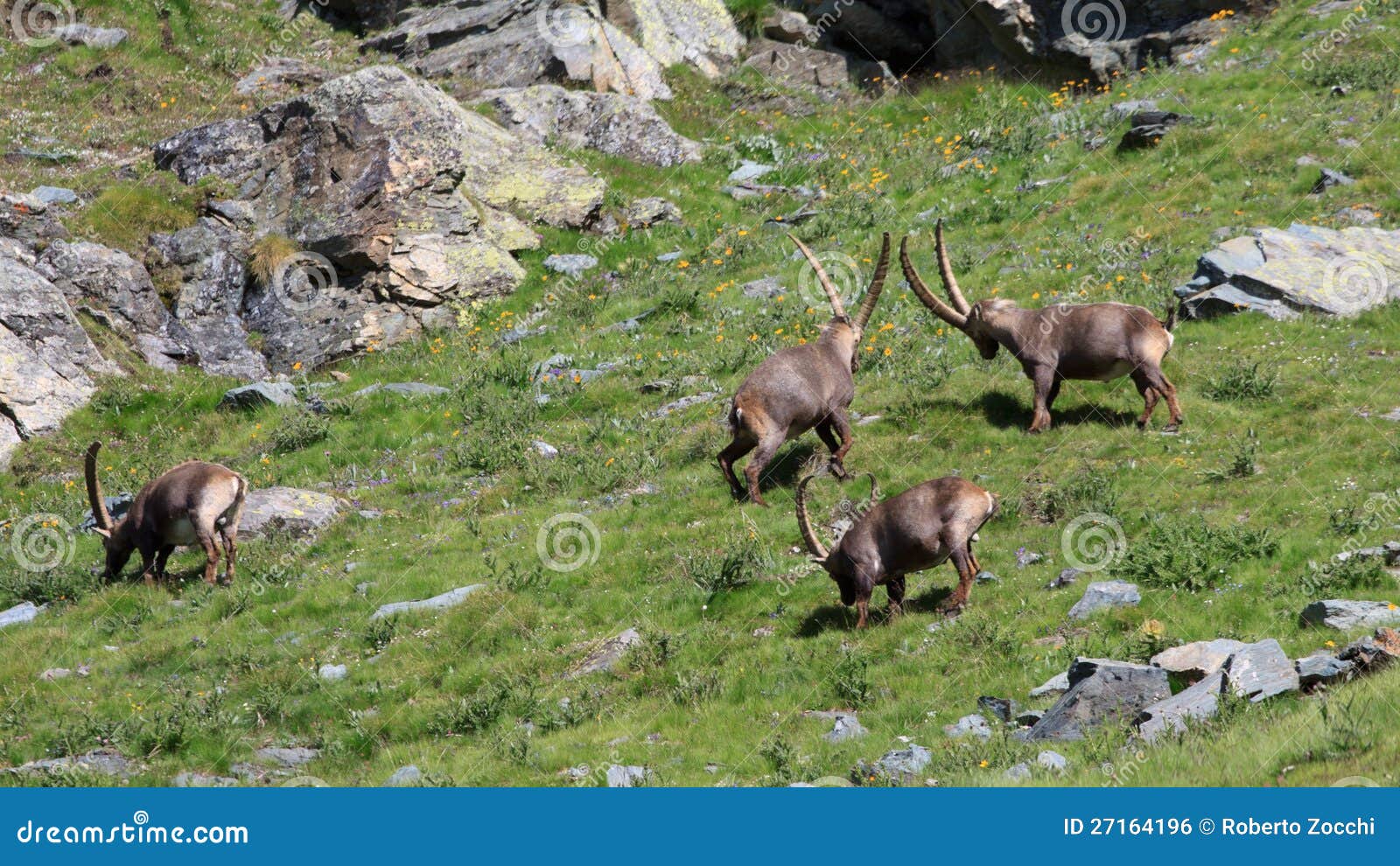 Males ibex (ibex goat) stock photo. Image of species - 27164196