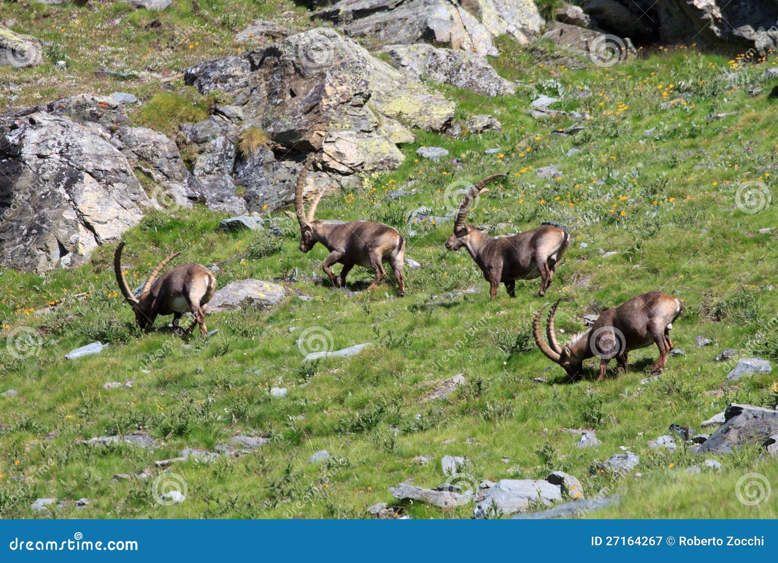 Males ibex (ibex goat) stock image. Image of landmark - 27164267