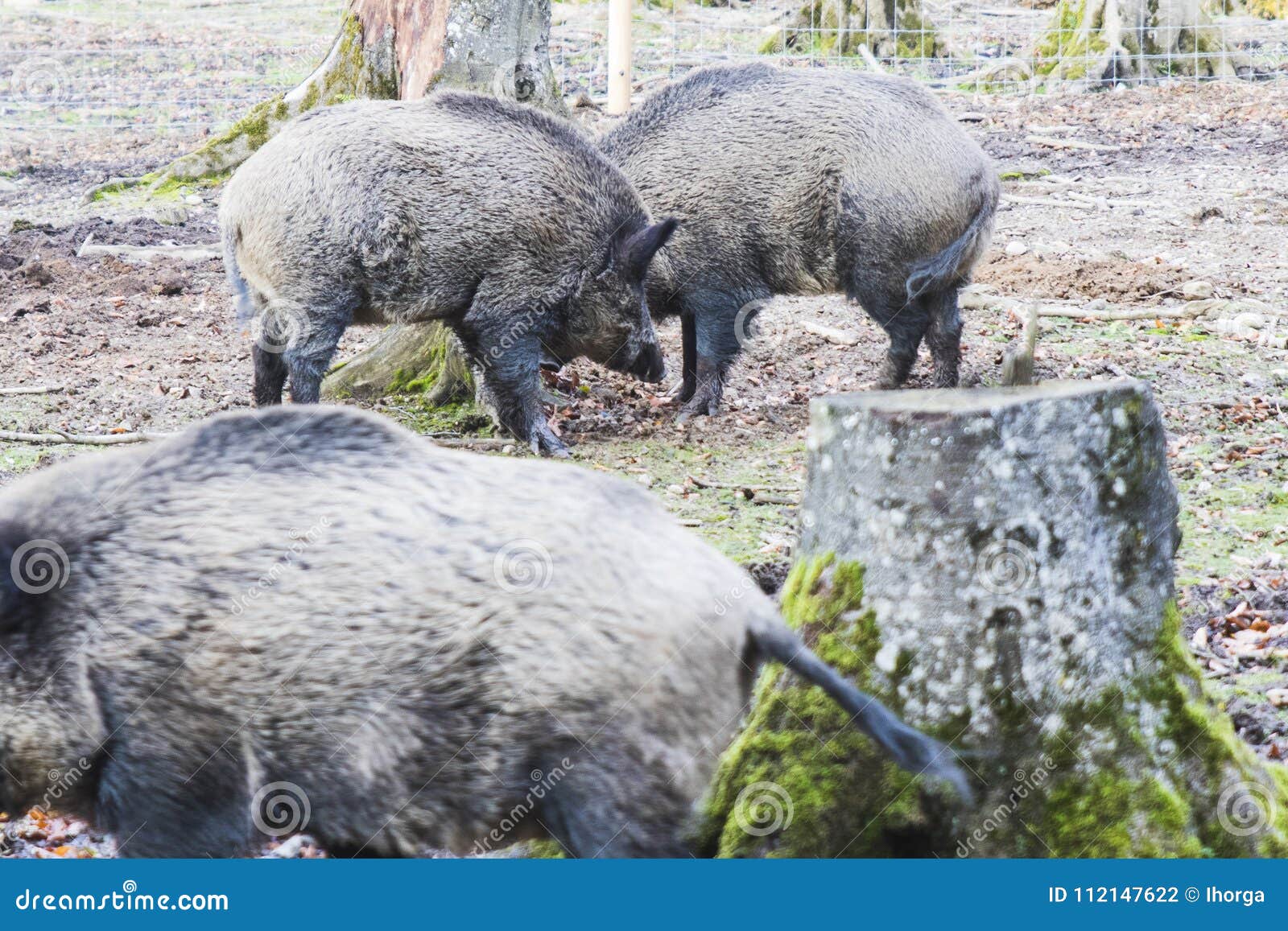 Males Wild-boar Fighting in a Forest Stock Photo - Image of dangerous ...