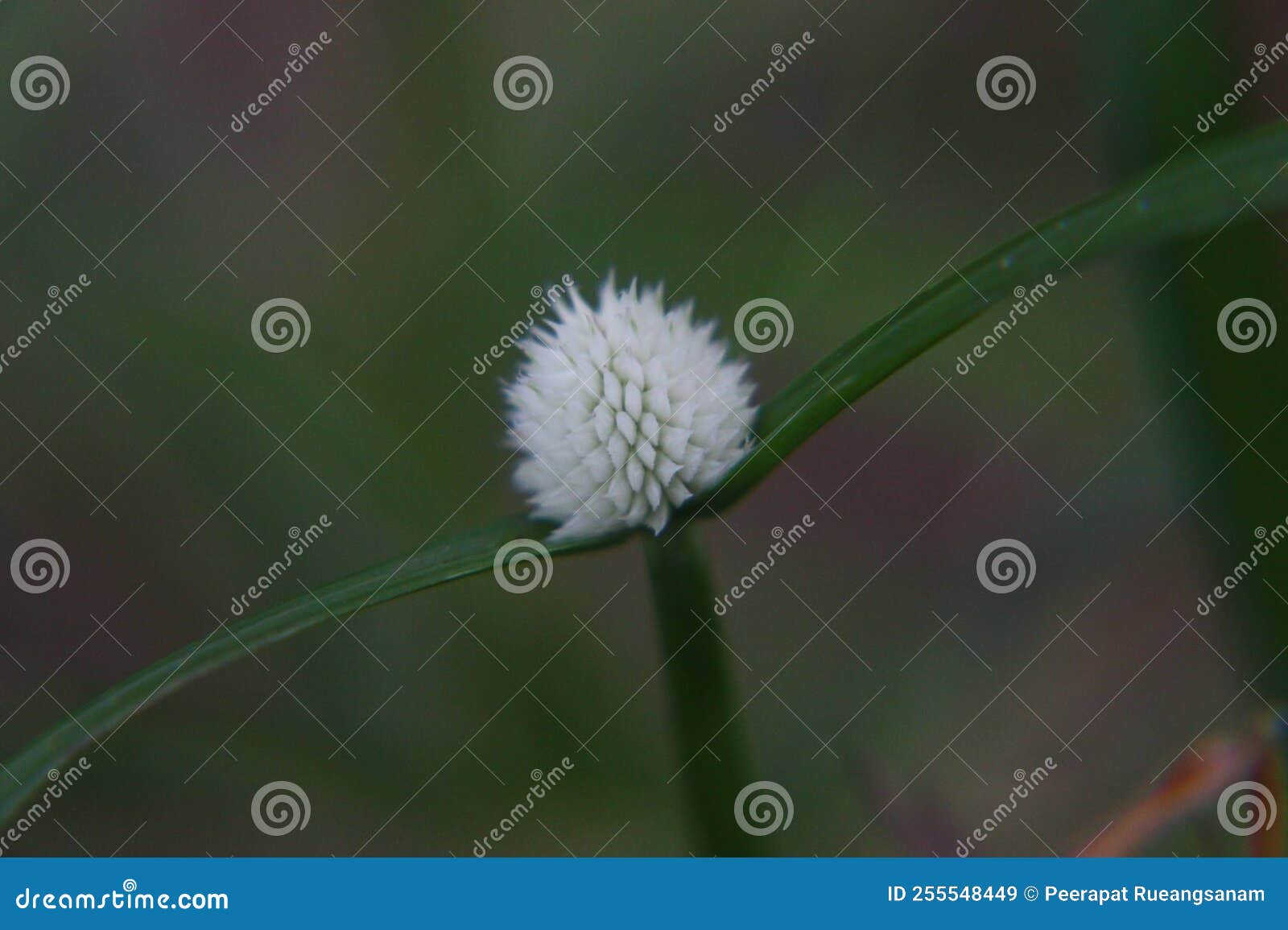 Maleza Blanca De Kyllinga Brevifolia Imagen de archivo - Imagen de ...