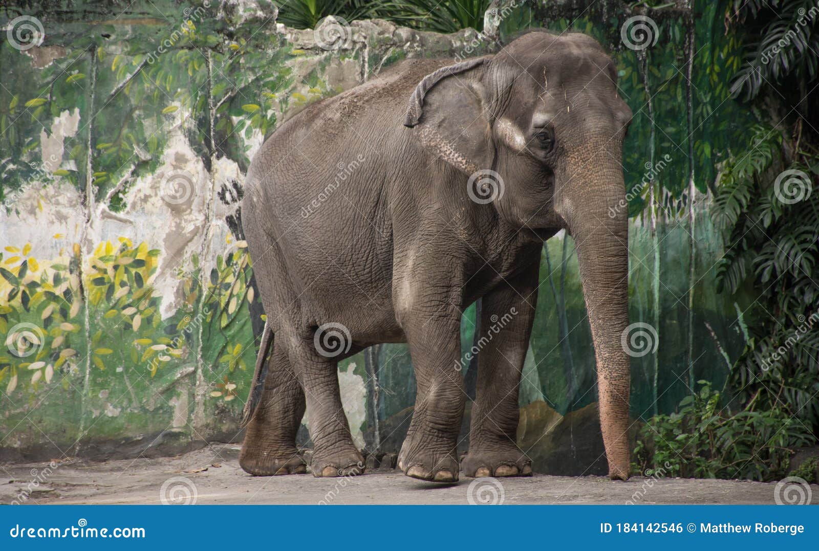 Mali the Elephant at Manila Zoo, Manila, Philippines. Stock Photo ...