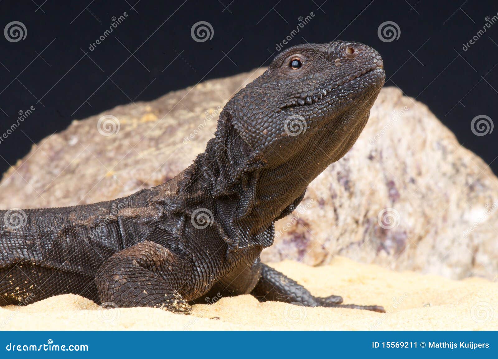 Mali spiny-tailed agama stock image. Image of desert - 15569211