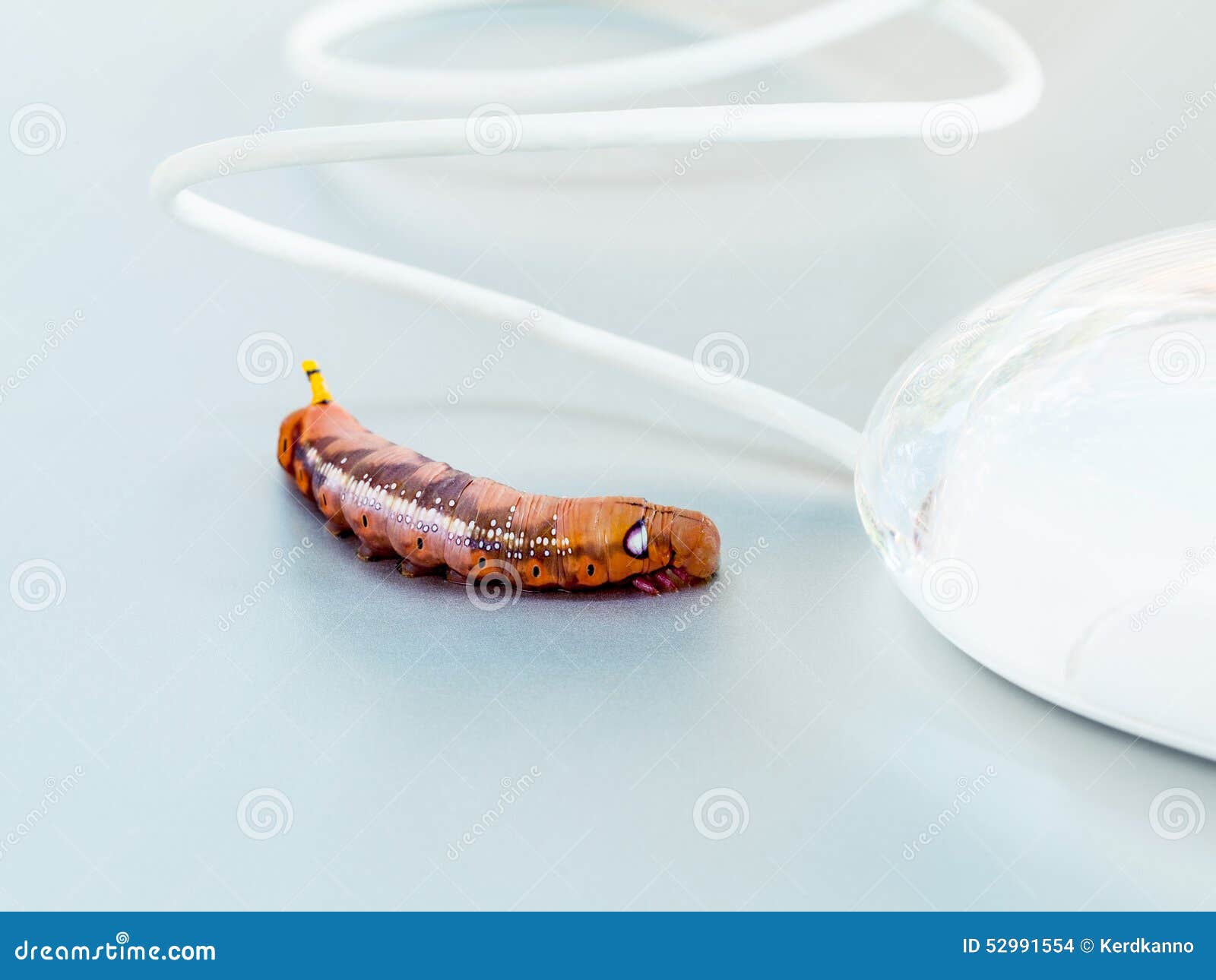 Malicious computer worm . stock photo. Image of details - 52991554