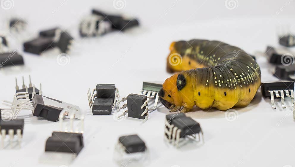 Malicious computer worm stock photo. Image of caterpillar - 43918242