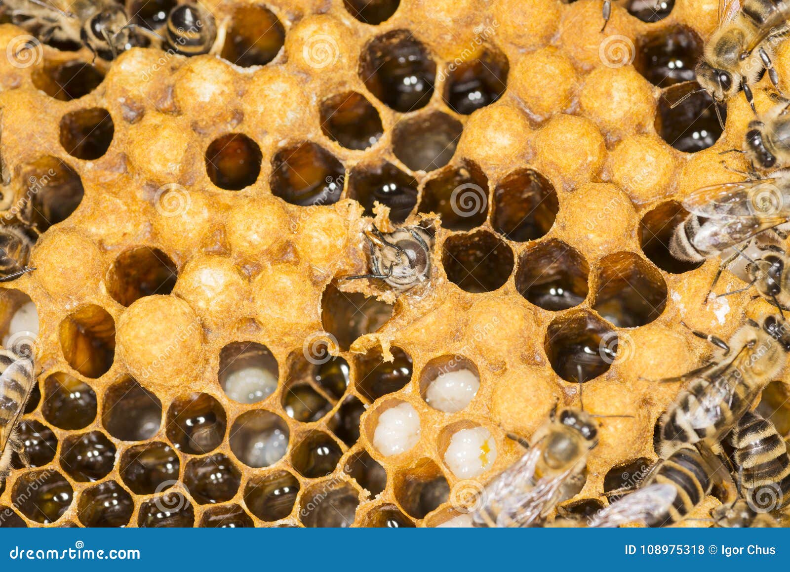 Mite in a beehive stock photo. Image of macro, horizontal - 108975318