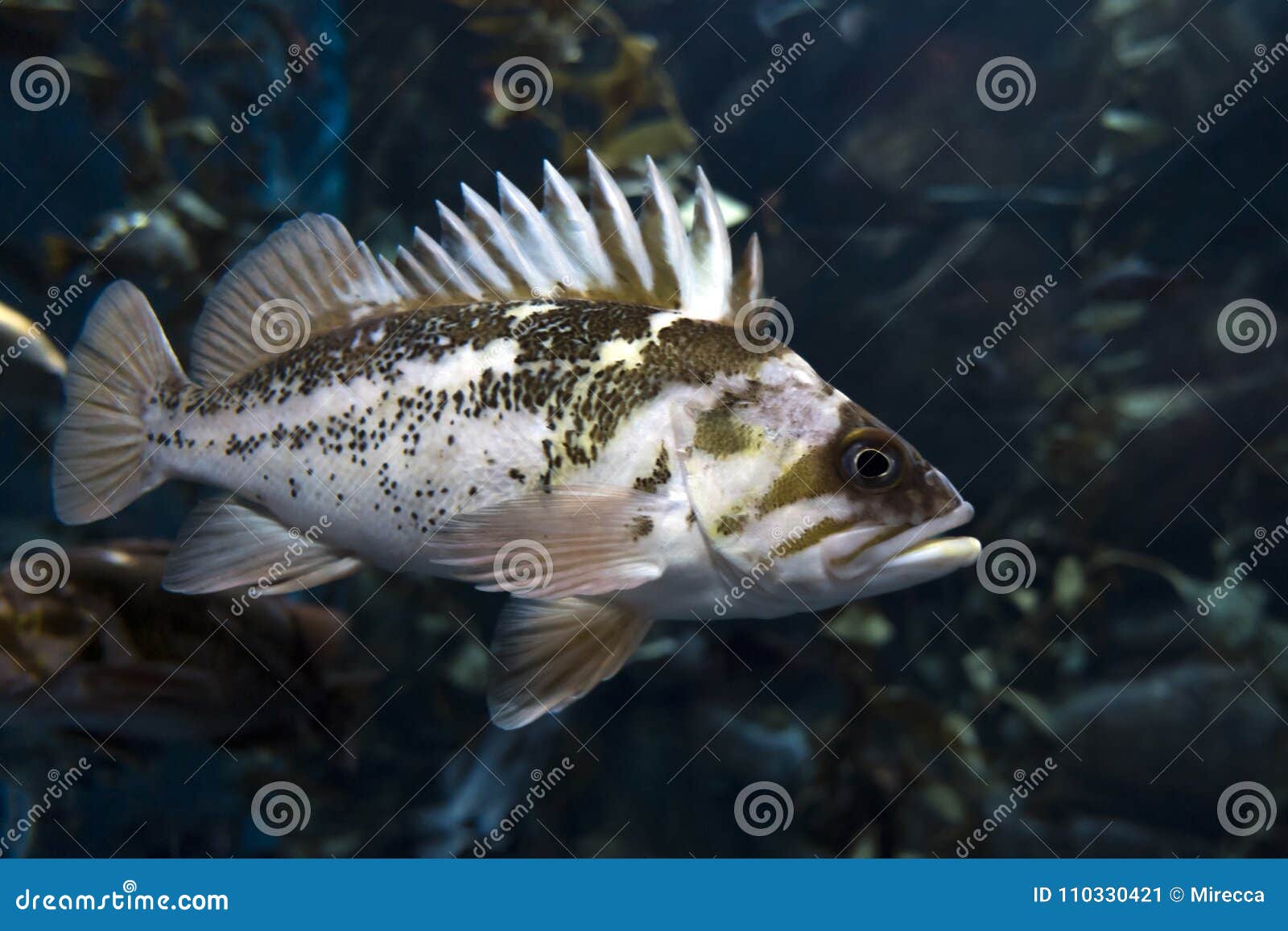 Maliger De Sebastes De Goujon De Mer De Quillback, Poisson D'eau Douce ...