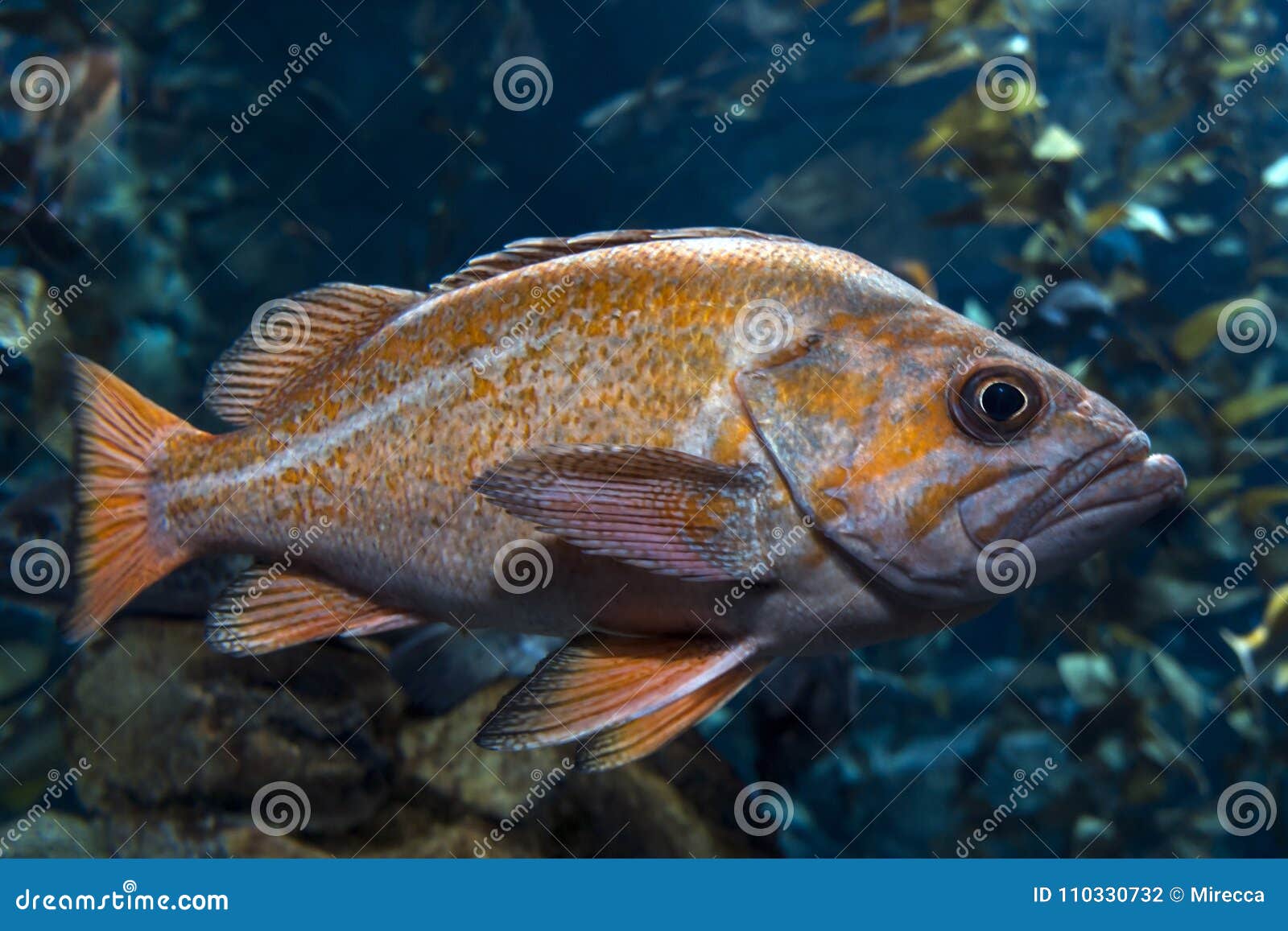 Maliger De Sebastes De Goujon De Mer De Quillback, Poisson D'eau Douce ...
