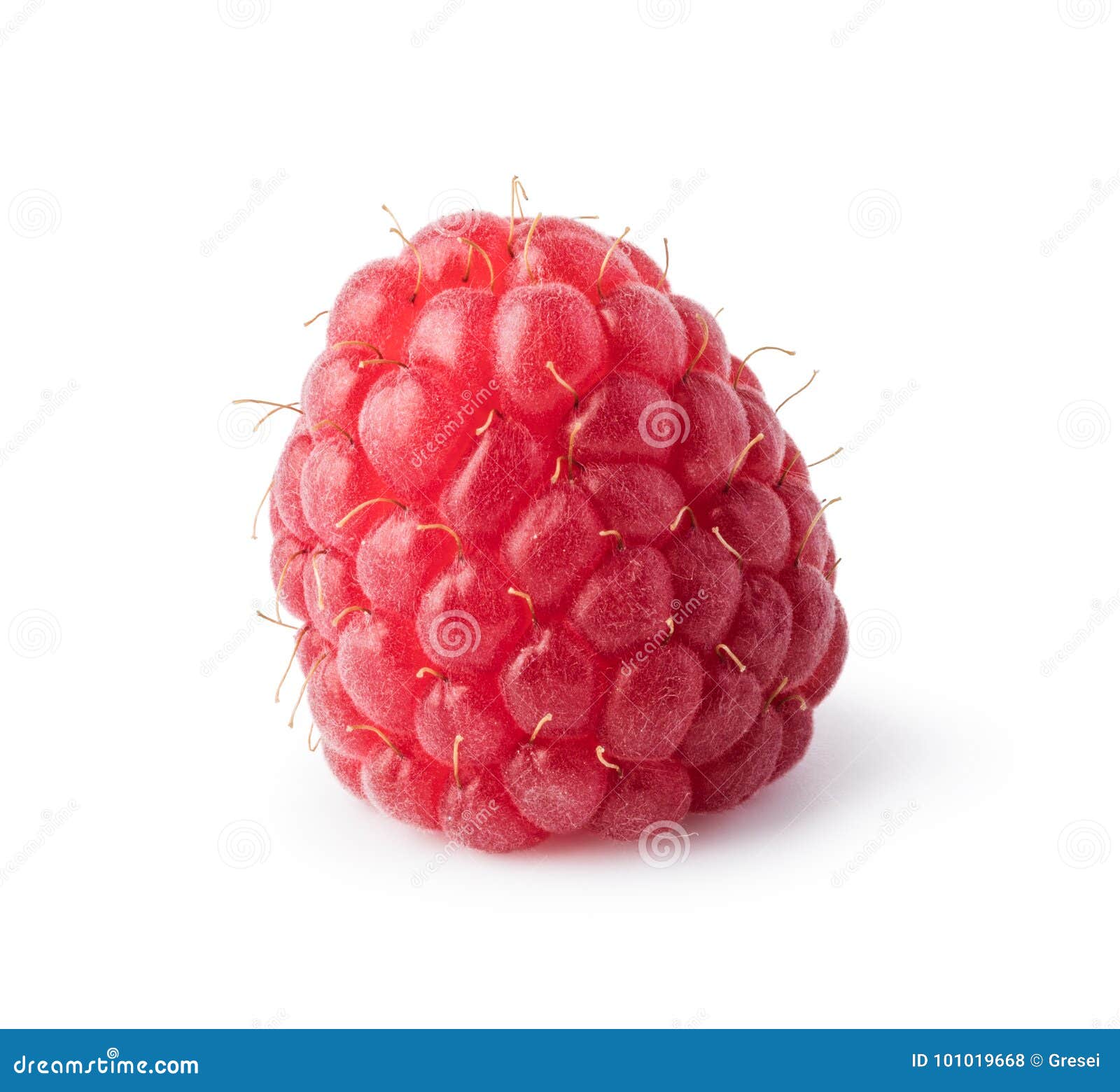 Malina zdjęcie stock. Obraz złożonej z roślina, odosobniony - 101019668