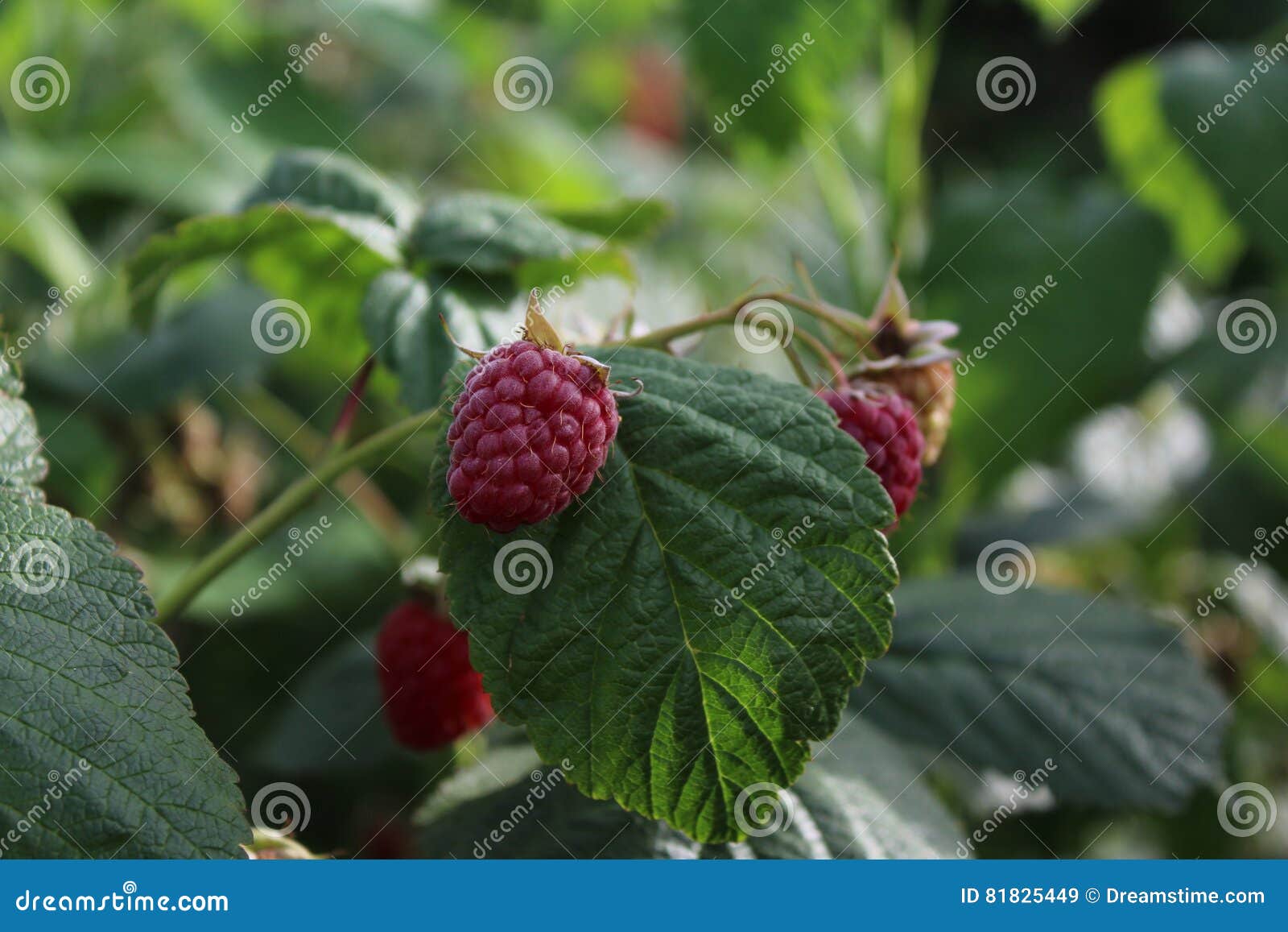 Malinaochen Stock Photos - Free & Royalty-Free Stock Photos from Dreamstime