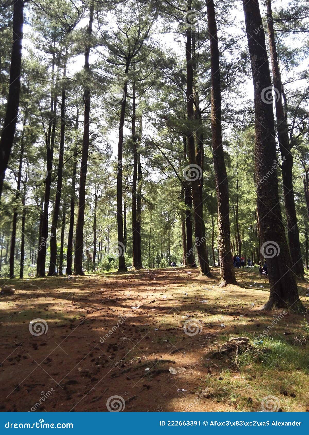 Malino pine forest stock image. Image of grove, branch - 222663391